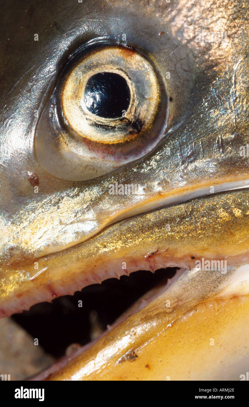 Salmonids salmonidae hi-res stock photography and images - Alamy