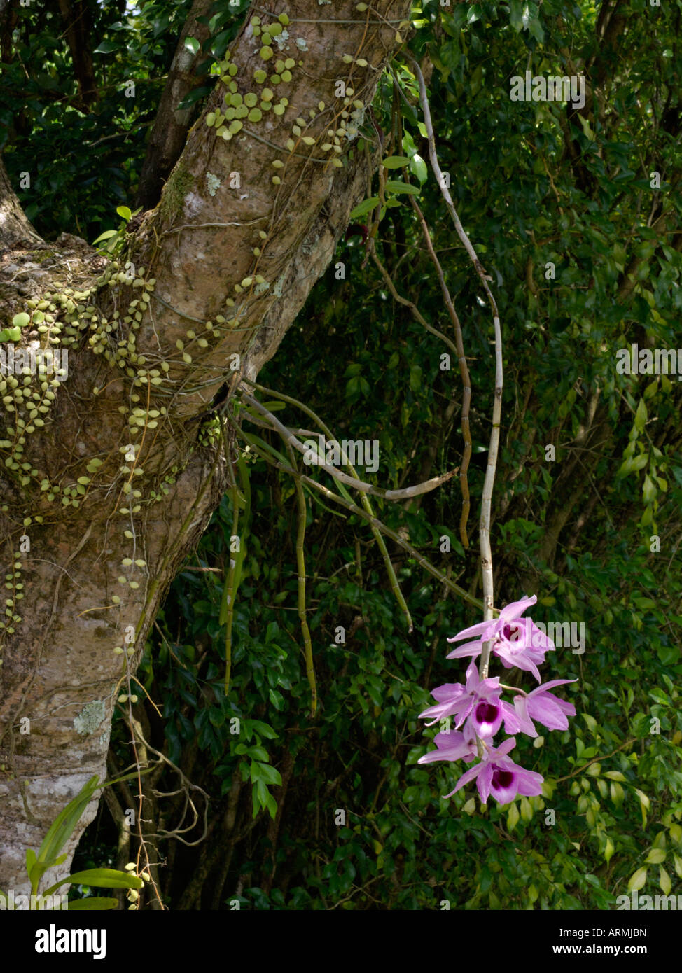 Dendrobium orchid flower plant hi-res stock photography and images - Alamy