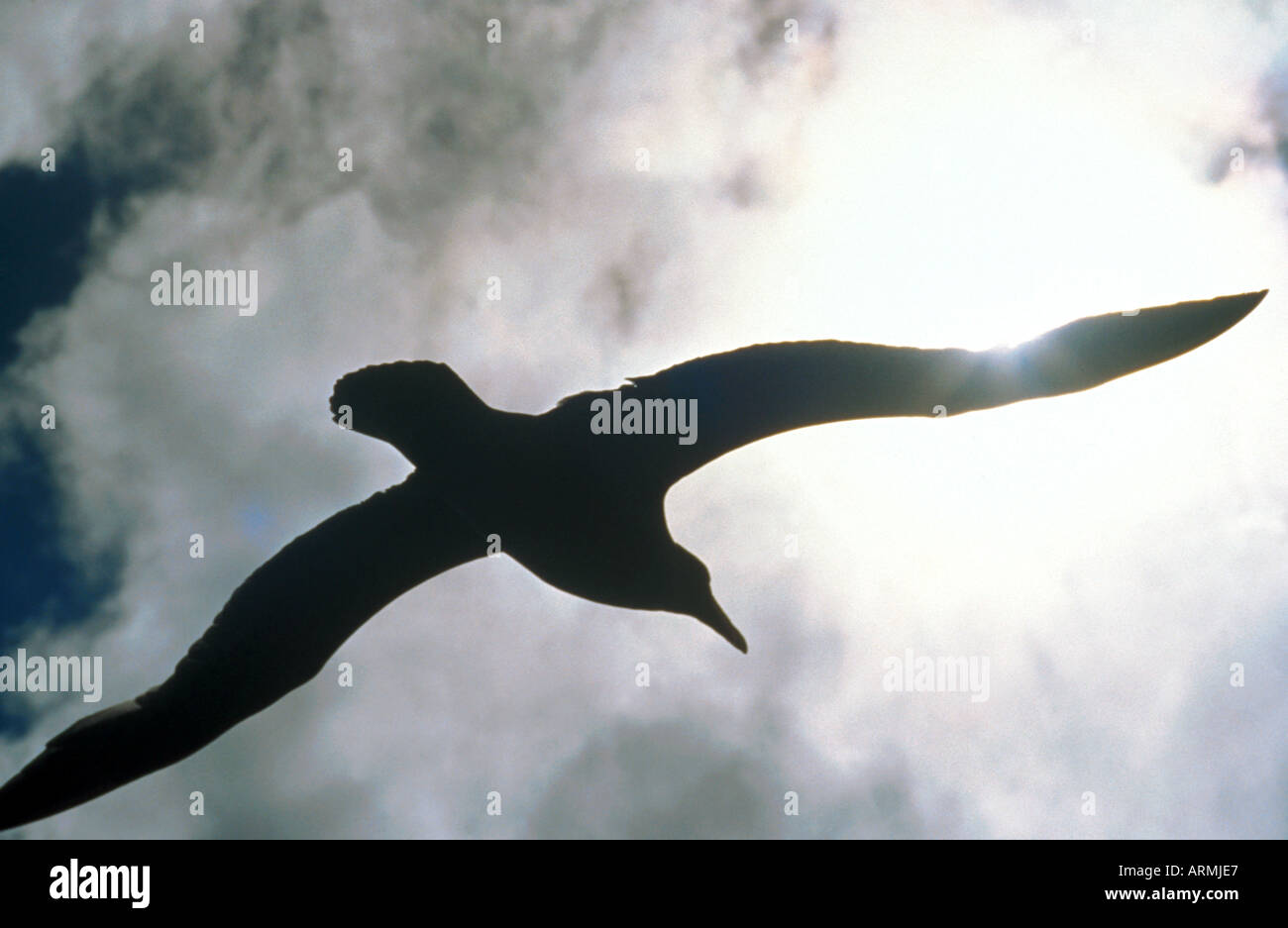 giant petrel (Macronectes giganteus), flying, Chile Stock Photo - Alamy