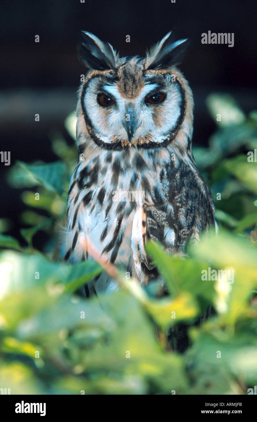 striped owl (Asio clamator, Rhinoptynx clamator Stock Photo - Alamy