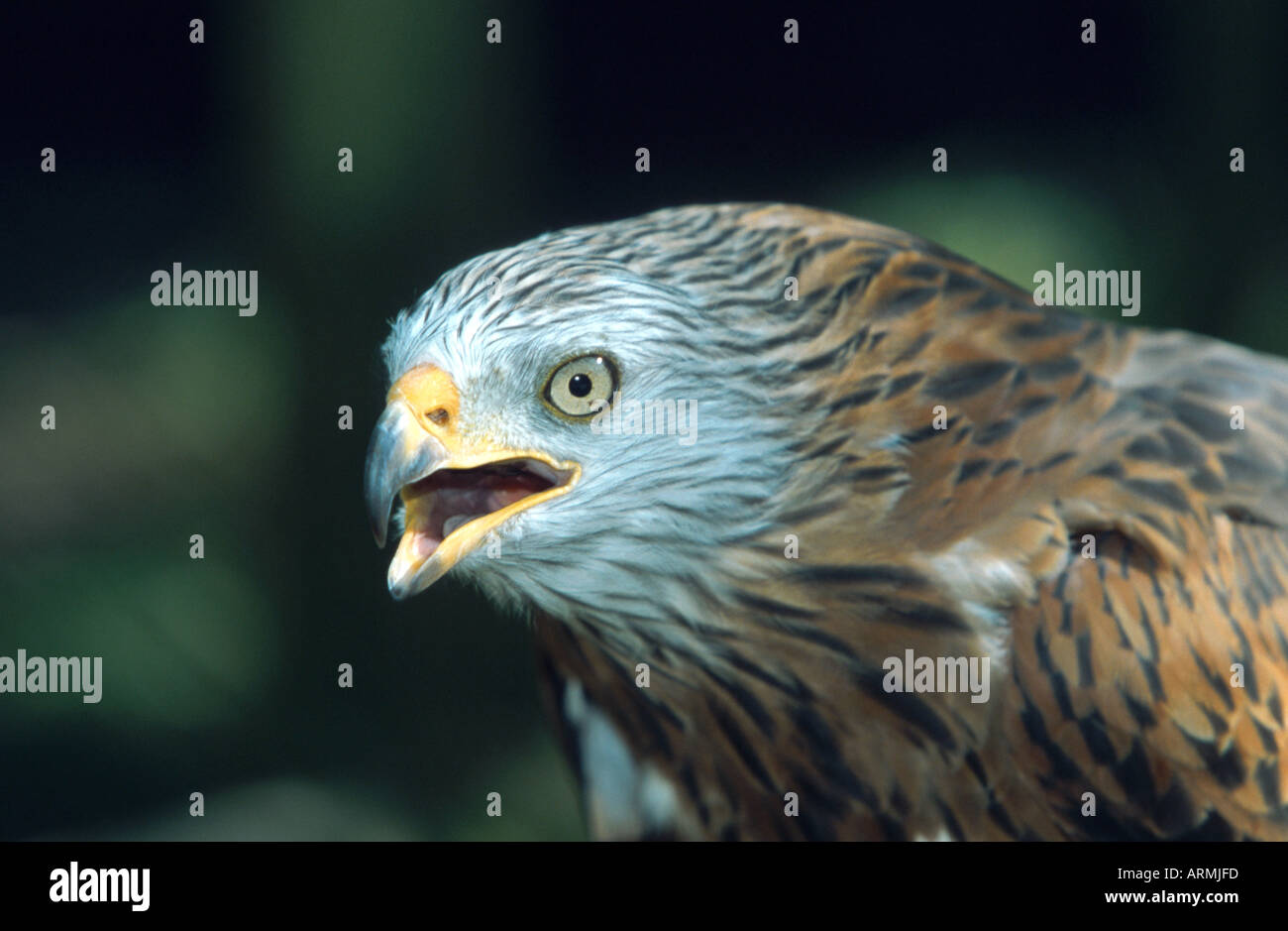 Portrait format red kite hi-res stock photography and images - Alamy