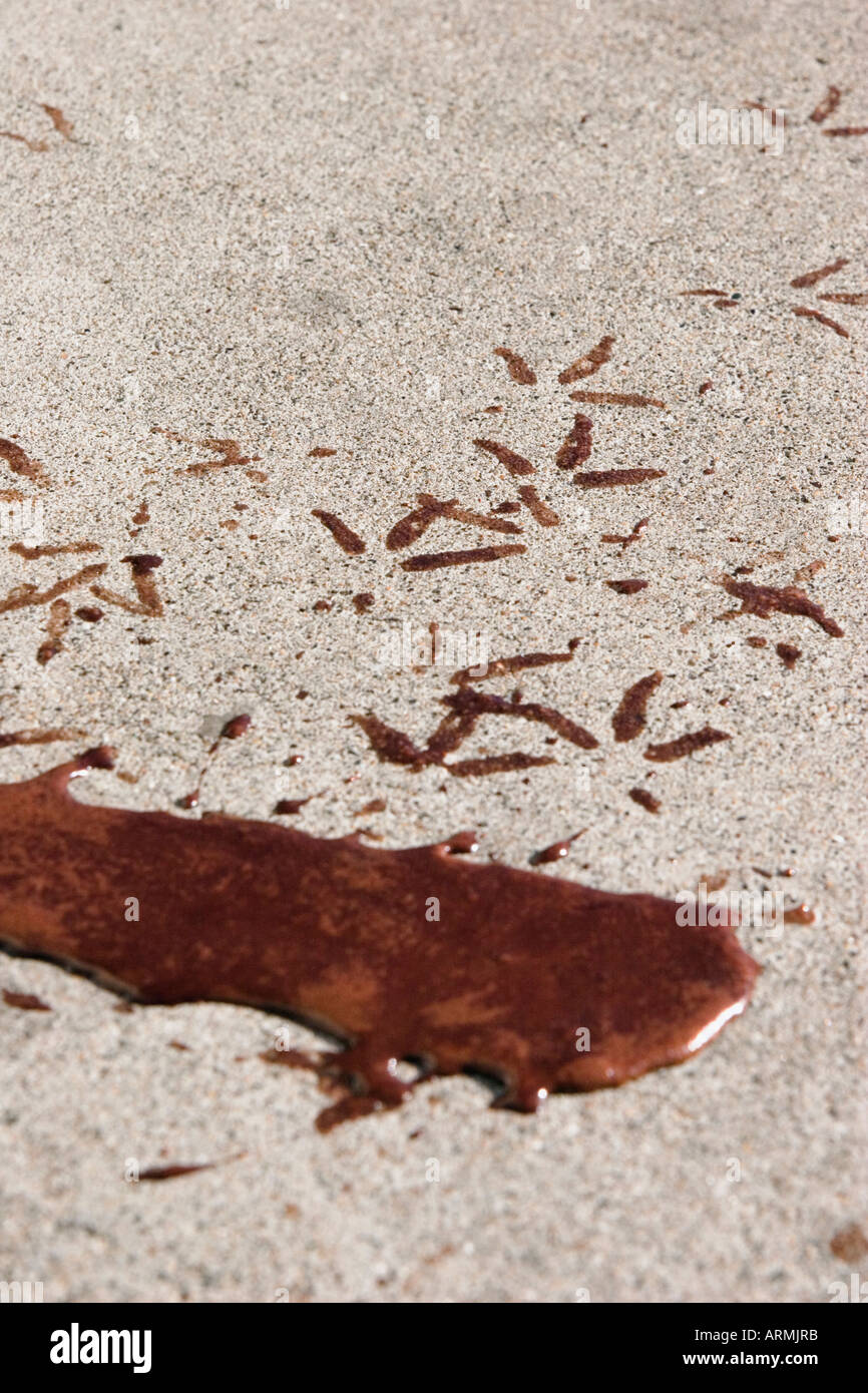 Melted chocolate ice cream and pigeon footprints on the sidewalk Stock ...