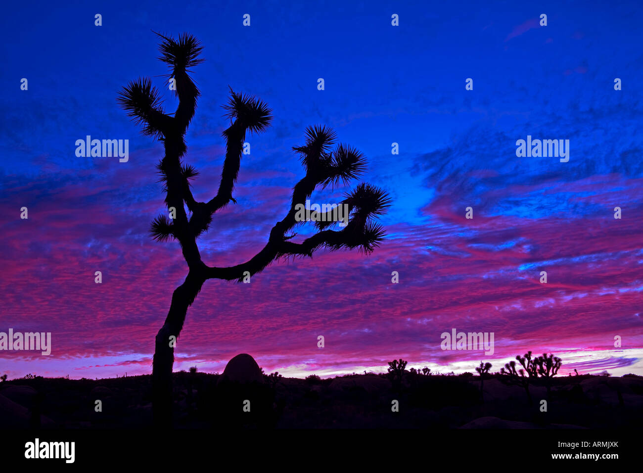 Joshua tree at sunset, Jumbo Rocks area, Joshua Tree National Park ...