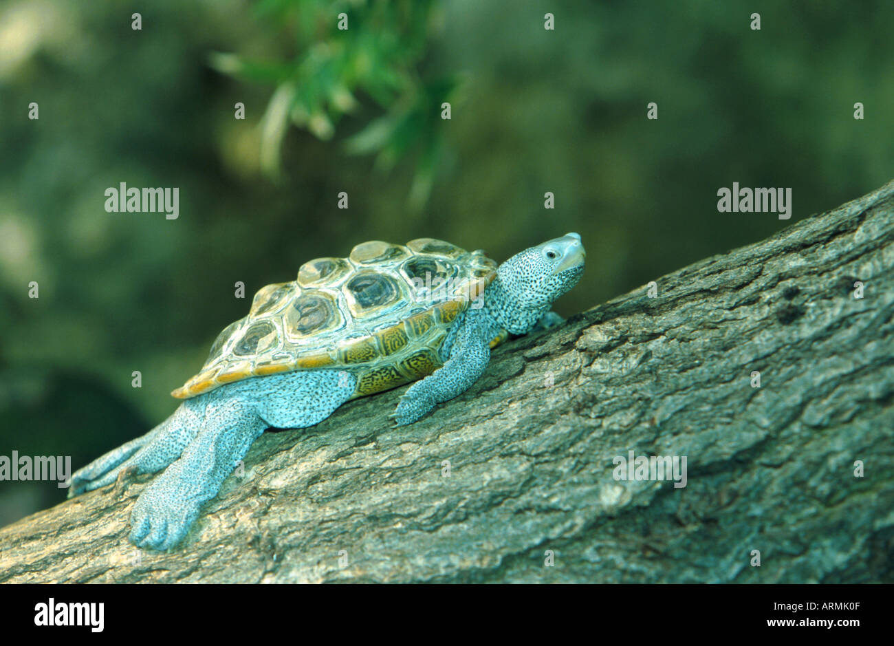 Turtle stem hi-res stock photography and images - Alamy