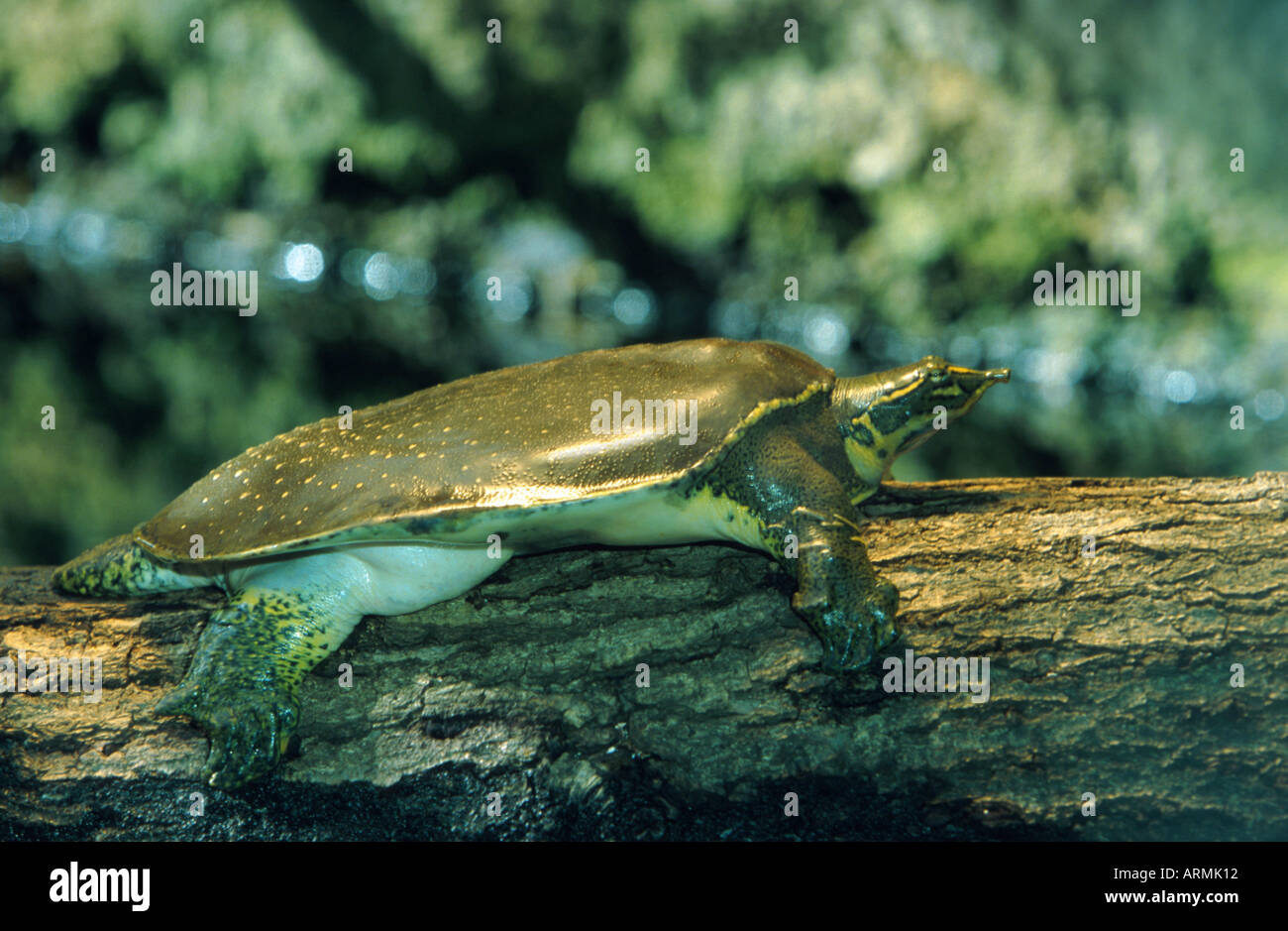 spiny softshell turtle (Apalone spinifera, Trionyx spiniferus), USA ...