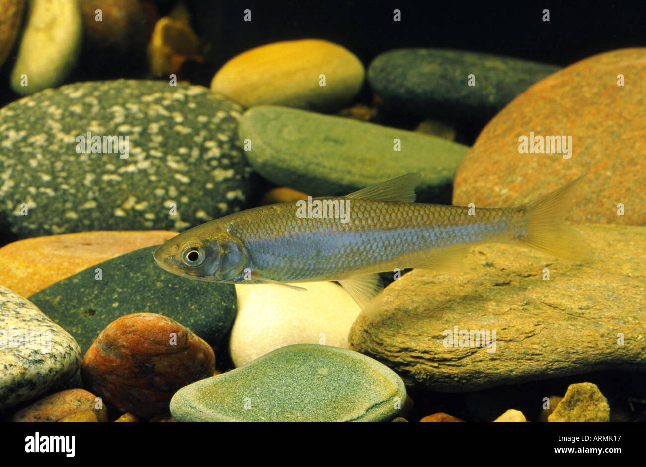 Dace leuciscus leuciscus hi-res stock photography and images - Alamy