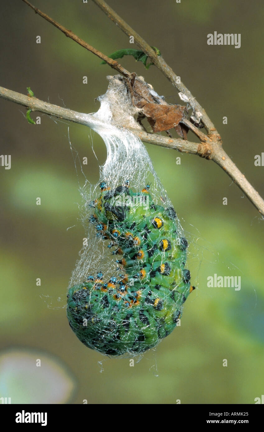 calleta silkmoth (Eupackardia calleta), caterpillar yarning cocoon ...