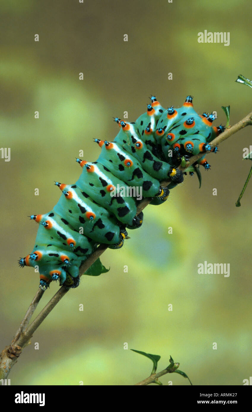 Calleta Silkmoth Caterpillar