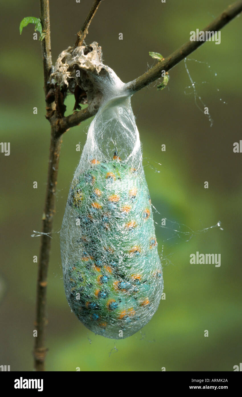 calleta silkmoth (Eupackardia calleta), caterpillar yarning cocoon ...