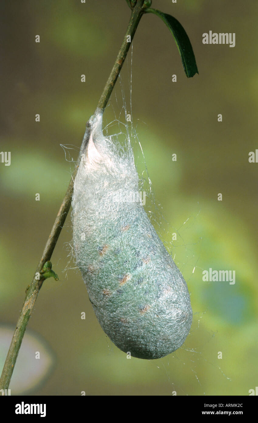 calleta silkmoth (Eupackardia calleta), caterpillar in cocoon Stock ...