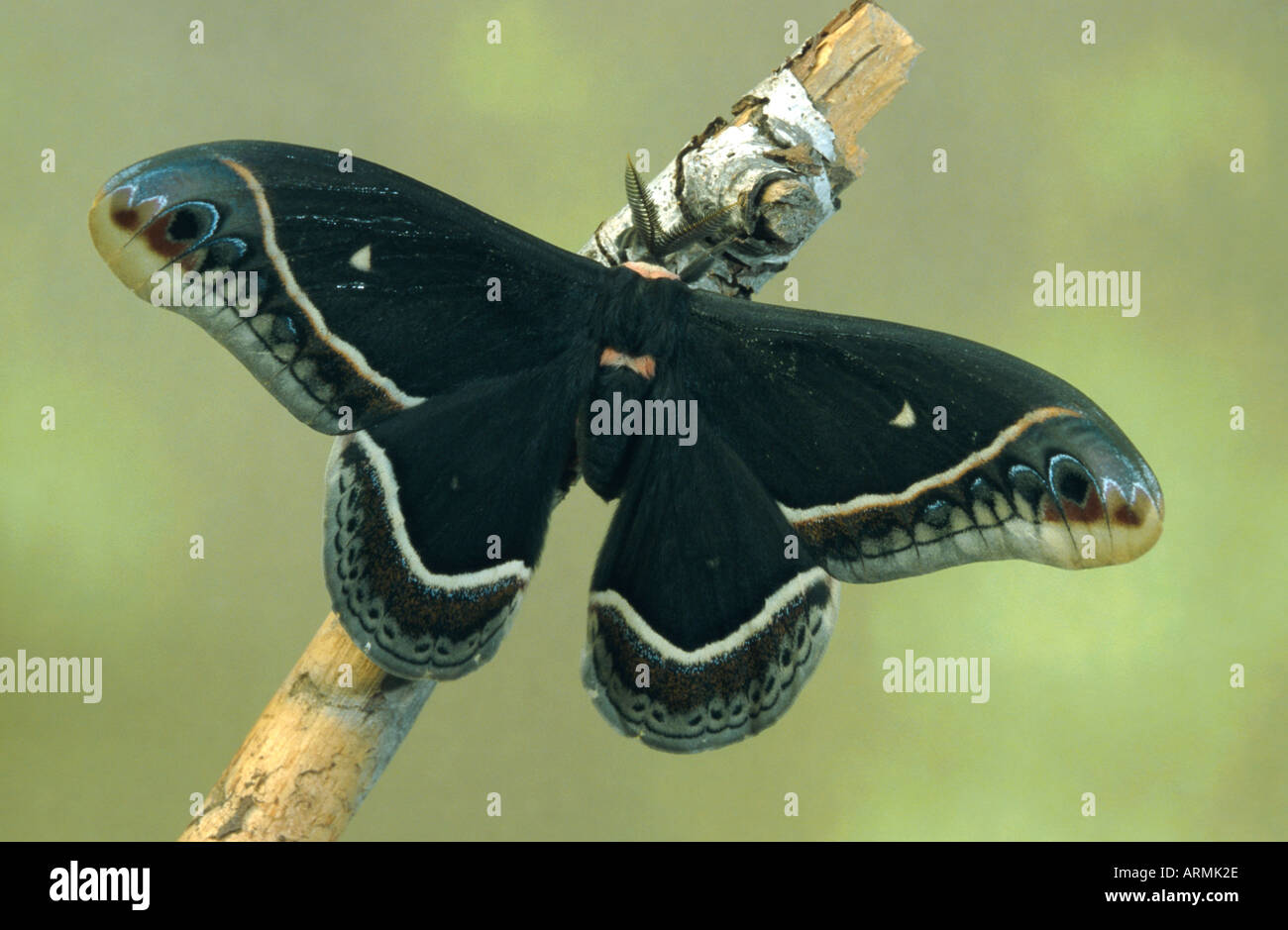 calleta silkmoth (Eupackardia calleta), imago Stock Photo - Alamy