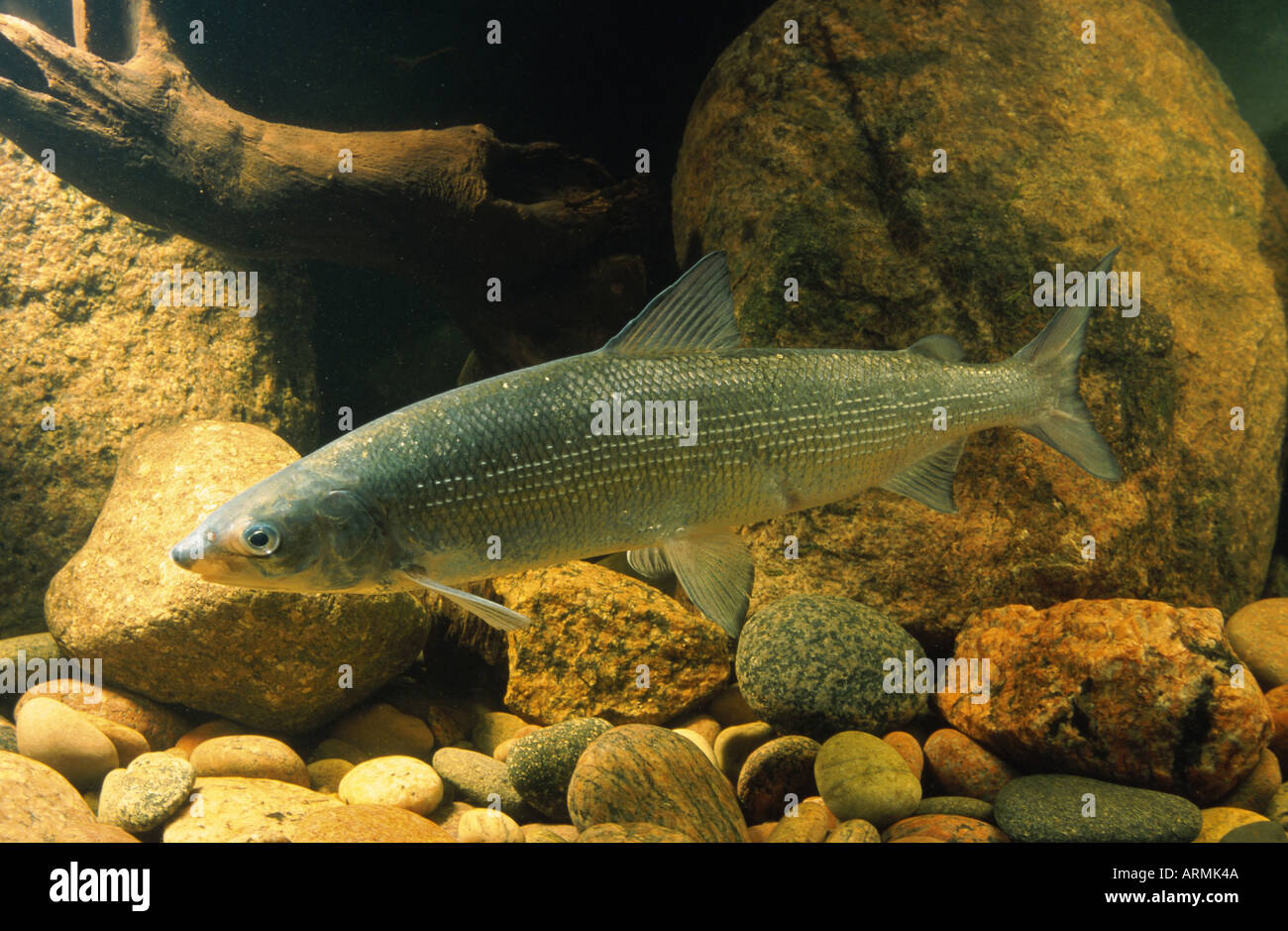 houting (Coregonus oxyrhynchus, Coregonus oxyrinchus Stock Photo - Alamy