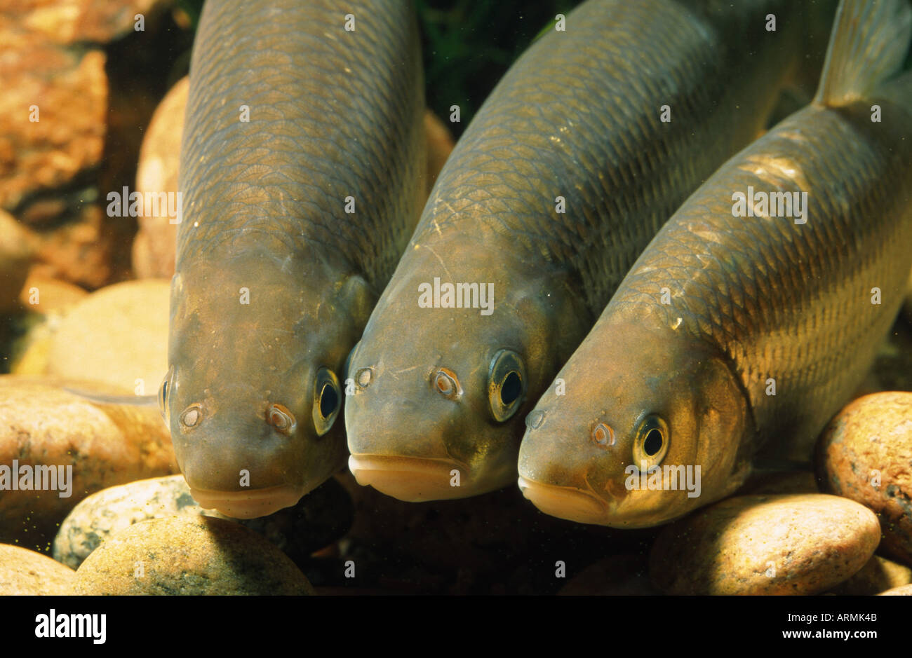 Three dace hi-res stock photography and images - Alamy