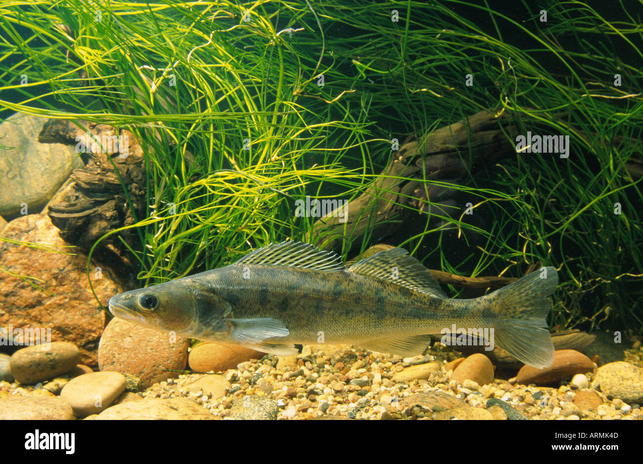 pike-perch, zander (Stizostedion lucioperca, Sander lucioperca Stock ...