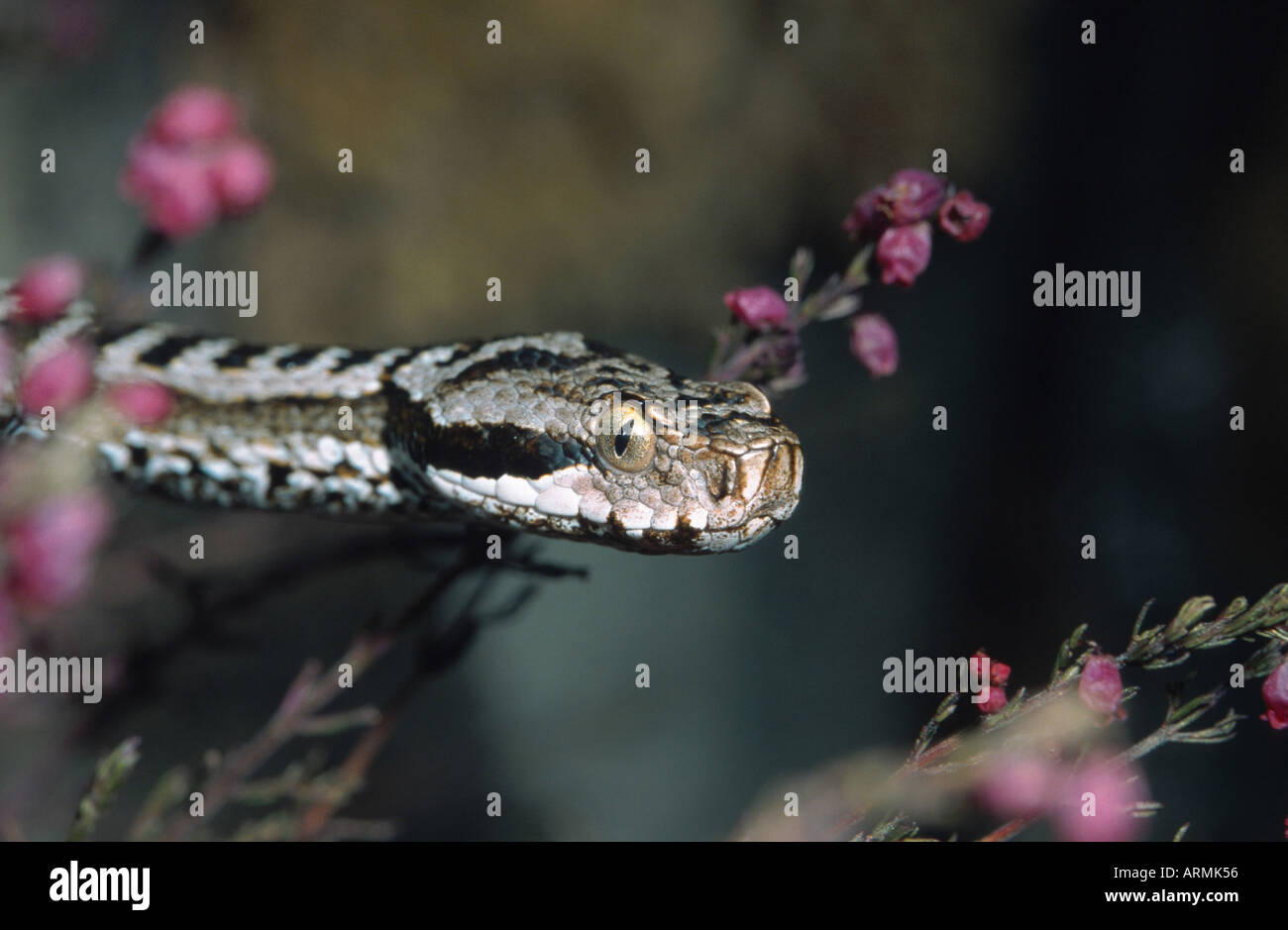 asp viper, aspic viper (Vipera aspis), portrait Stock Photo - Alamy