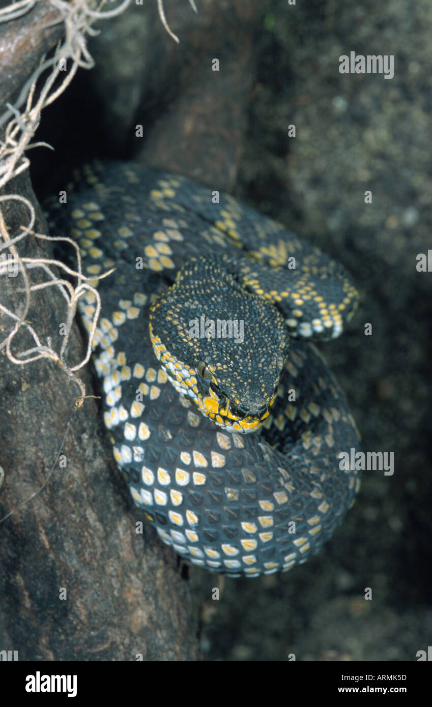 mangrove viper (Trimeresurus purpureomaculatus Stock Photo - Alamy
