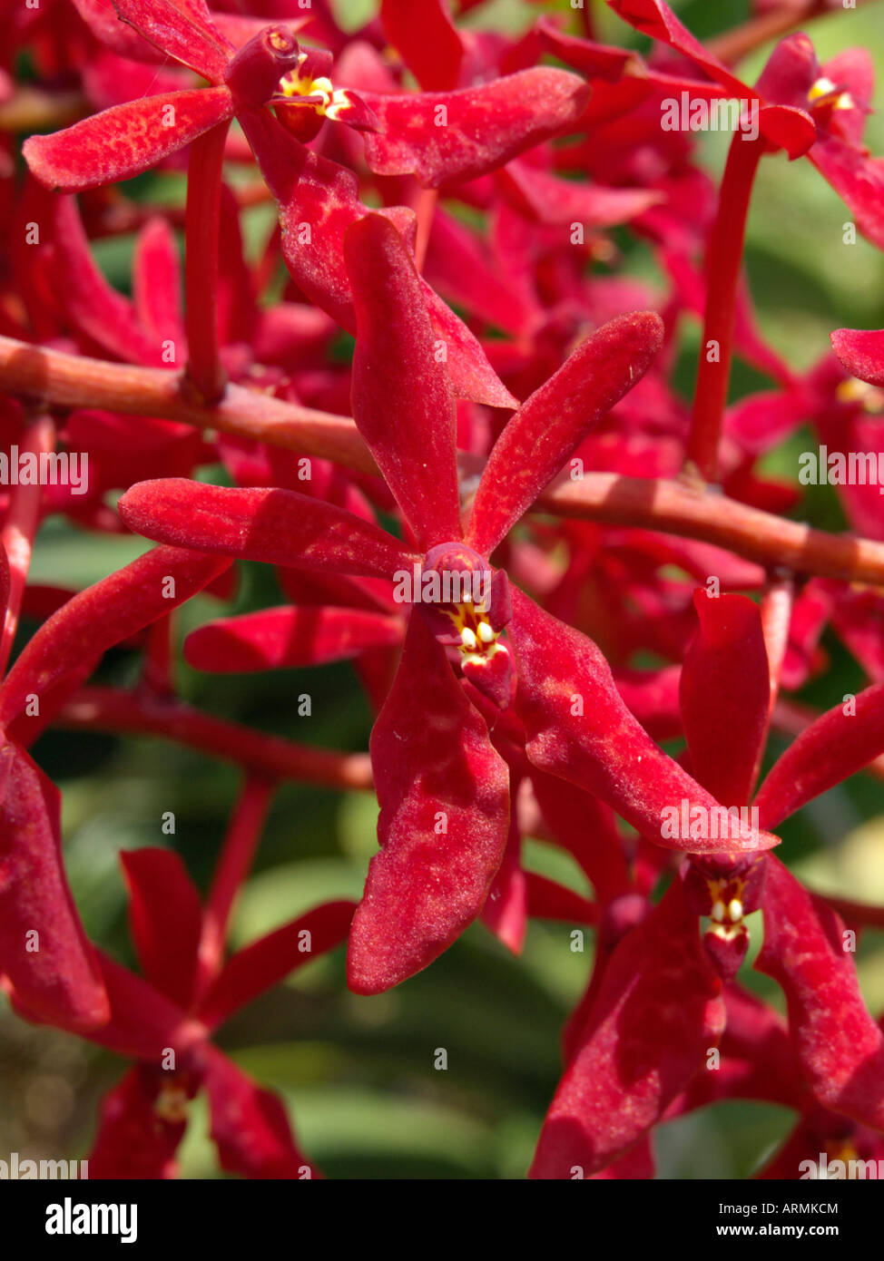 Renanthera orchid hi-res stock photography and images - Alamy
