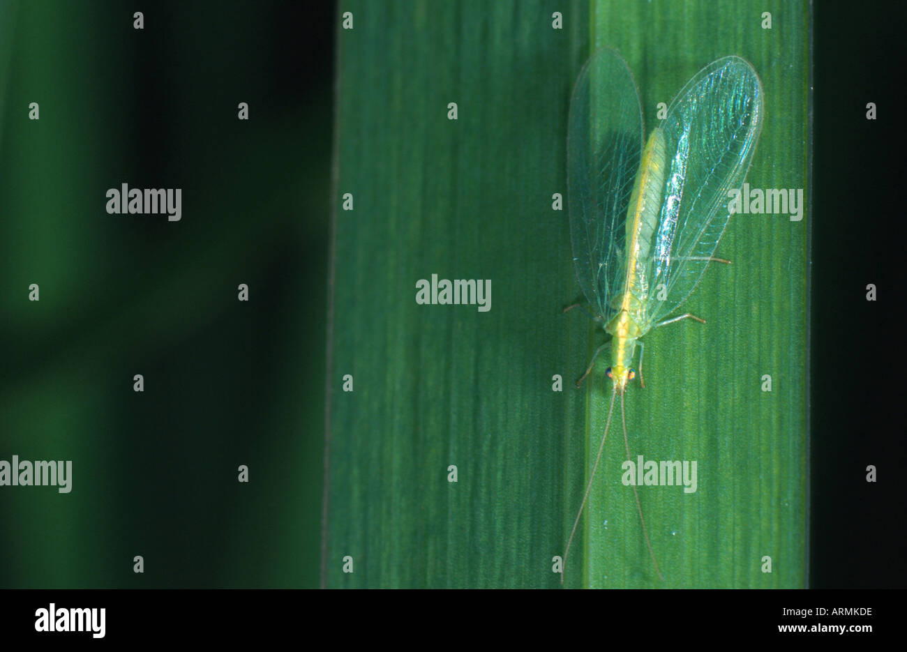 common green lacewing (Chrysoperla carnea, Chrysopa carnea, Anisochrysa ...