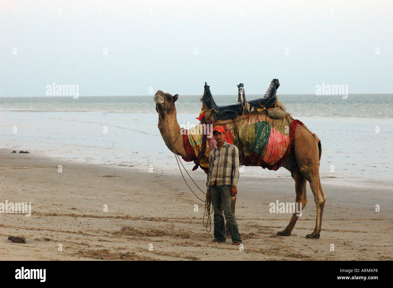 Camel rides: Man with camel on beach in India Stock Photo - Alamy