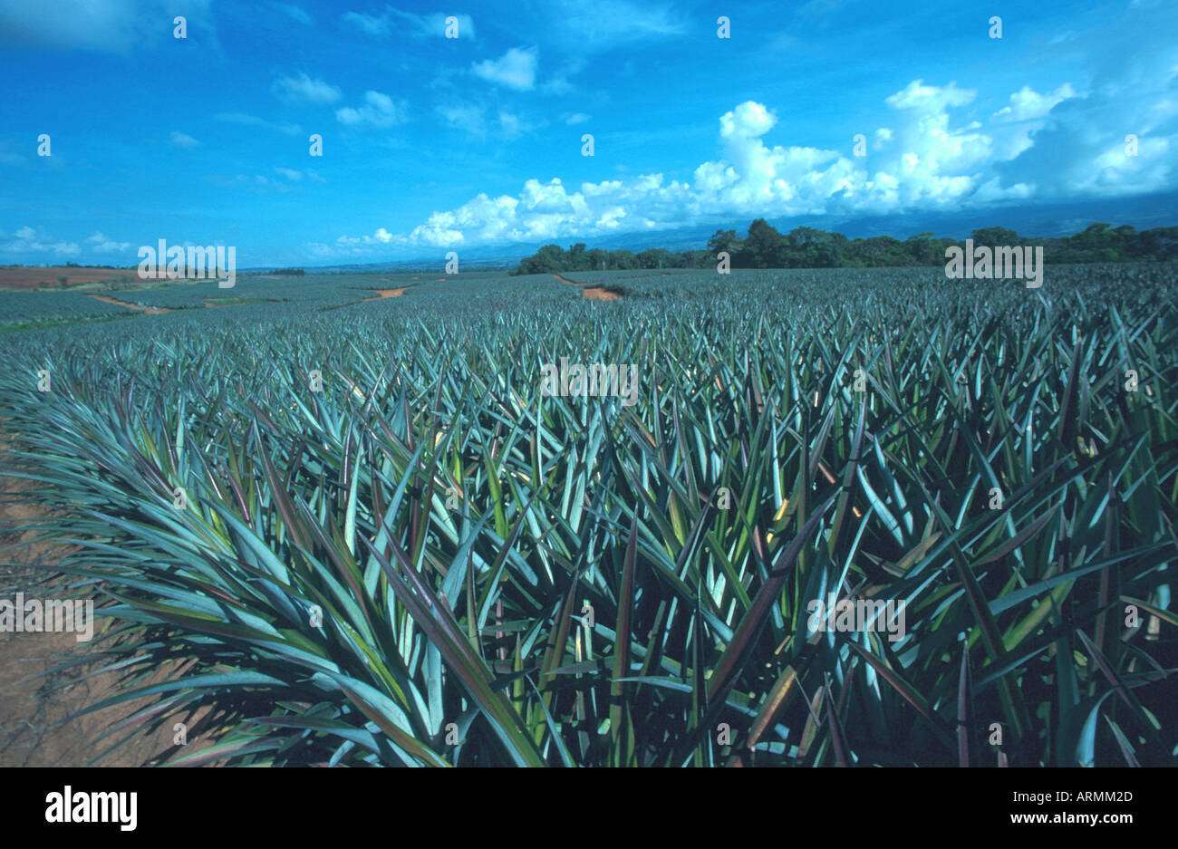 Pineapple fruit ananas sativus hi-res stock photography and images - Alamy