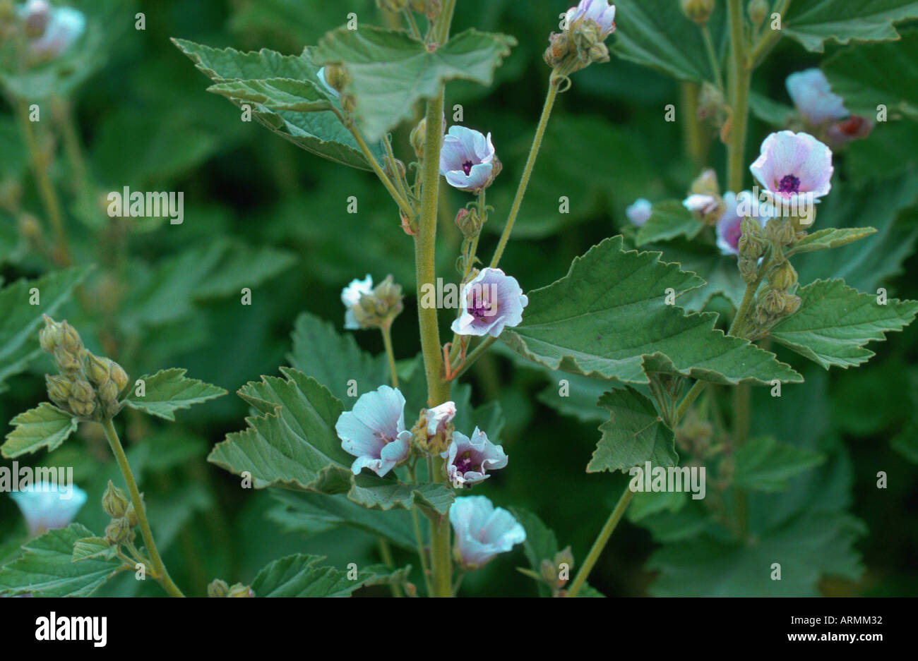 Althaea officinalis seed hi-res stock photography and images - Alamy