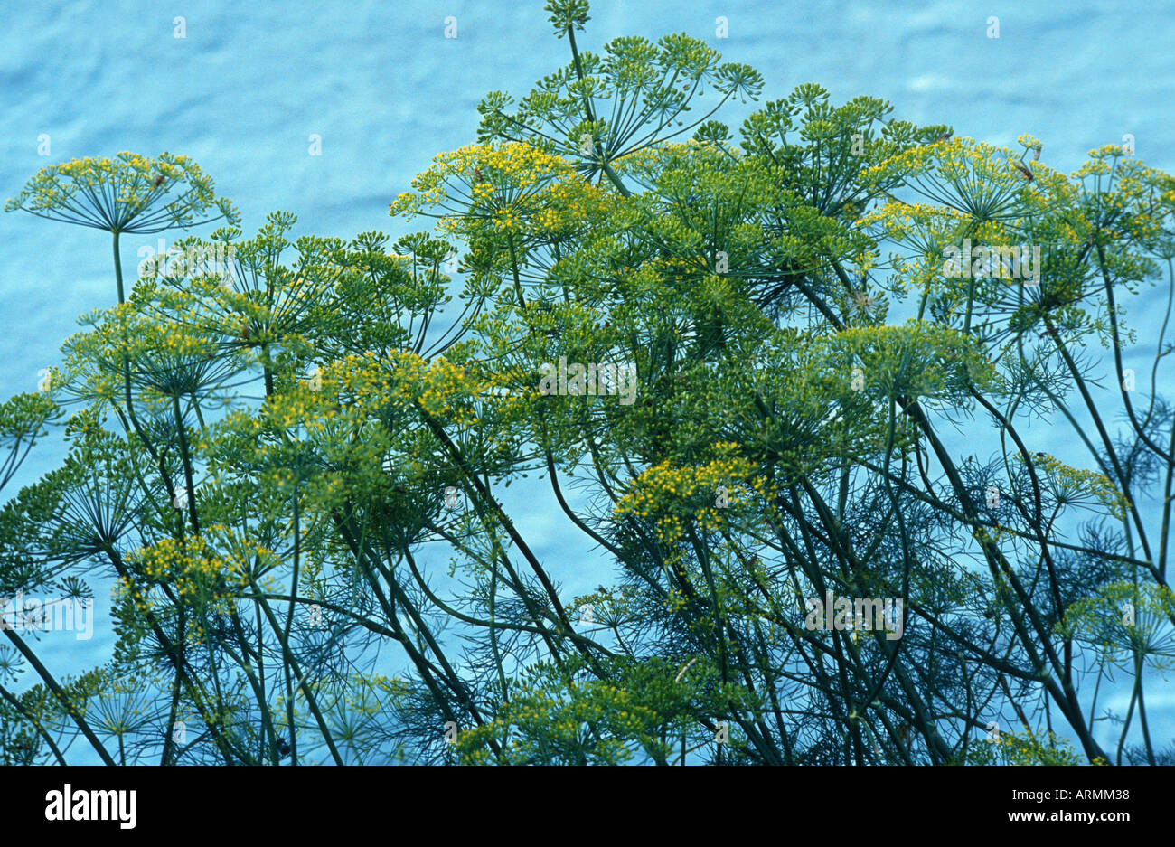 dill (Anethum graveolens var. hortorum), inflorescences Stock Photo - Alamy