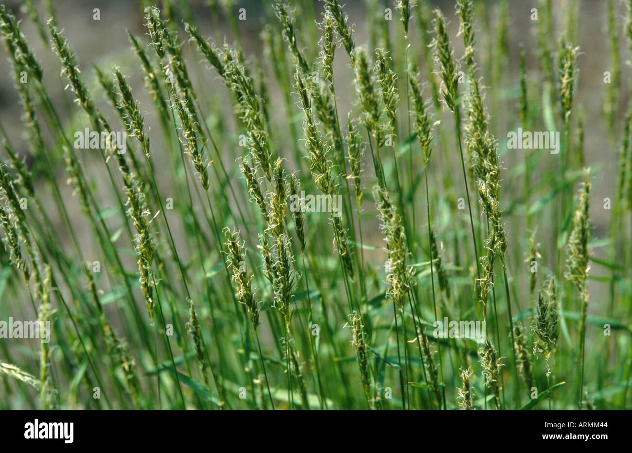 Wind pollination grasses hi-res stock photography and images - Alamy