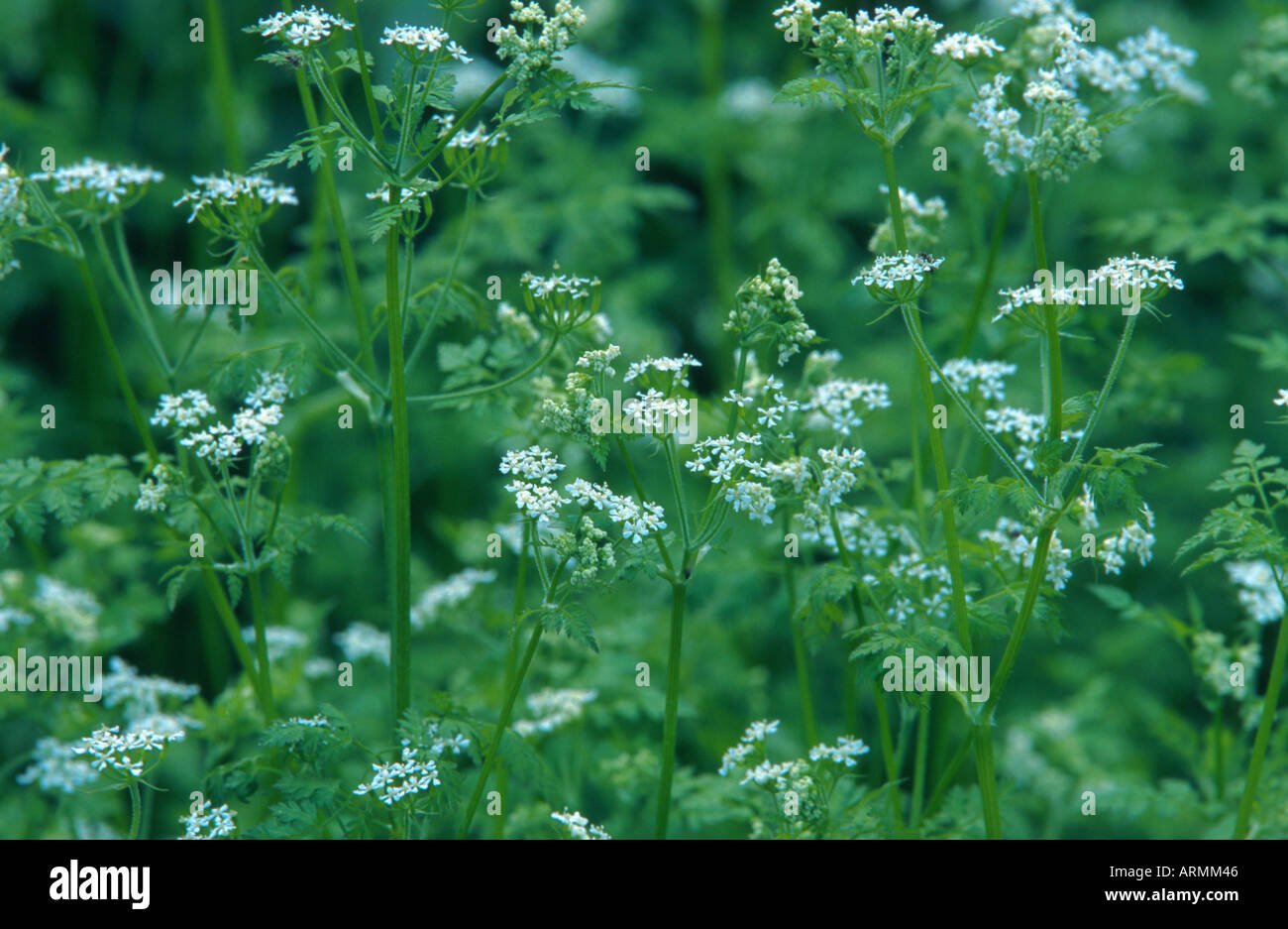 garden chervil, common chervil (Anthriscus cerefolium), inflorescence ...