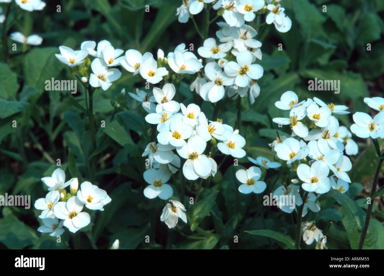 Arabis snow white hi-res stock photography and images - Alamy