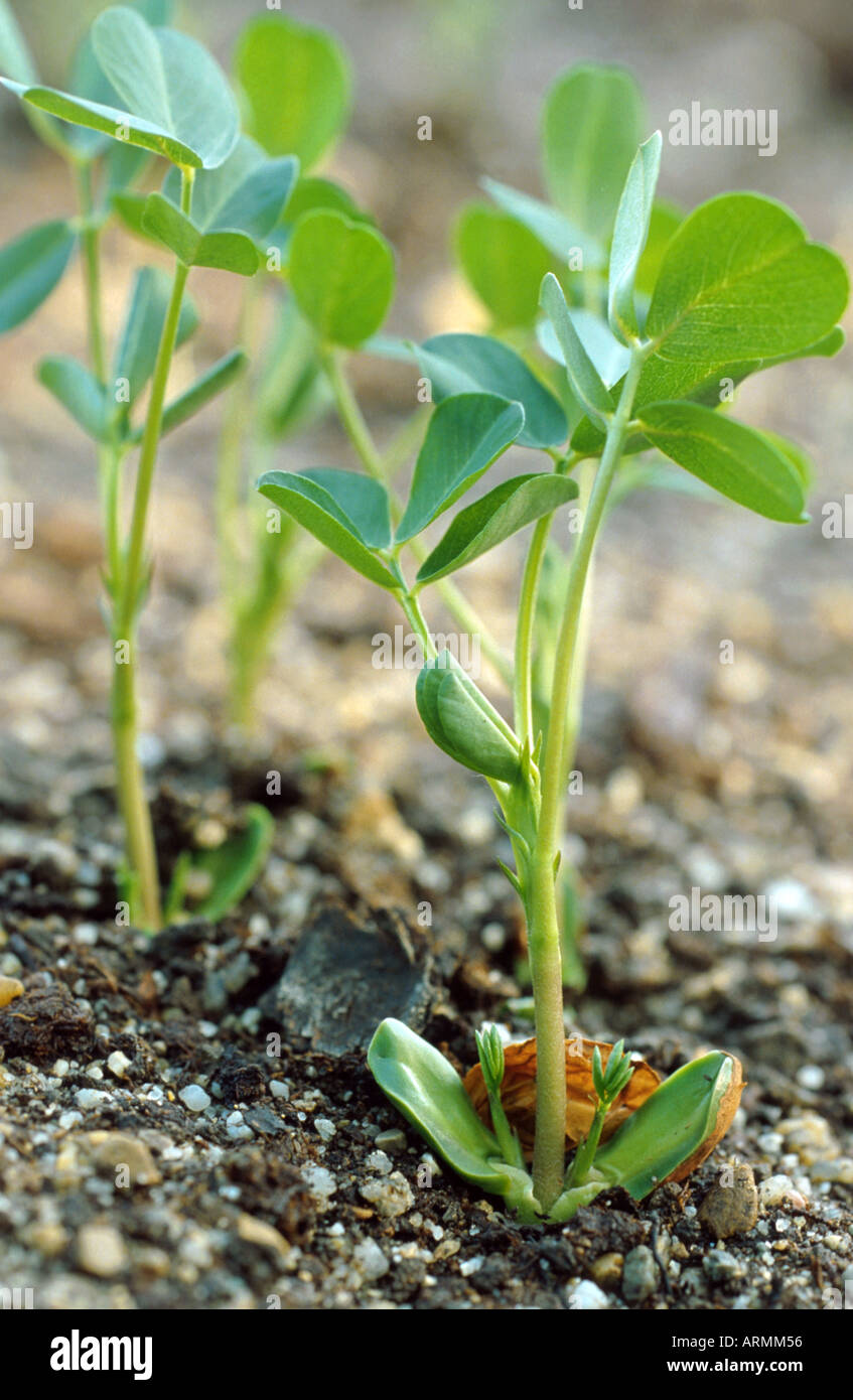 ground-nut, peanut (Arachis hypogaea), leaves Stock Photo - Alamy