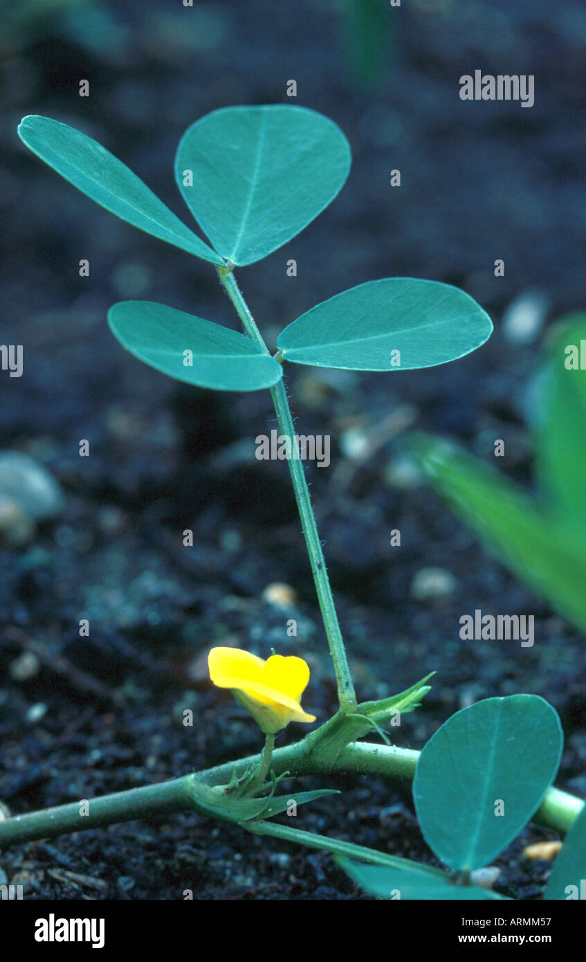 Ground nut plants hi-res stock photography and images - Alamy