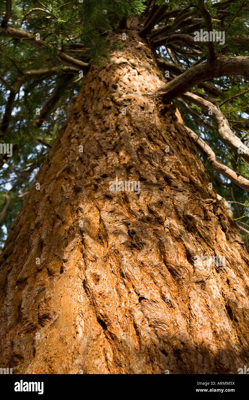 Giant conifer tree hi-res stock photography and images - Alamy