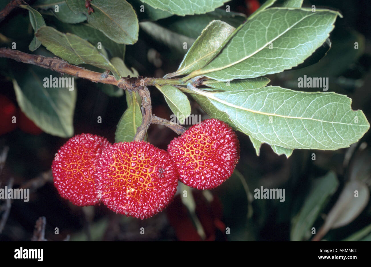 Arbutus unedo tree hi-res stock photography and images - Alamy