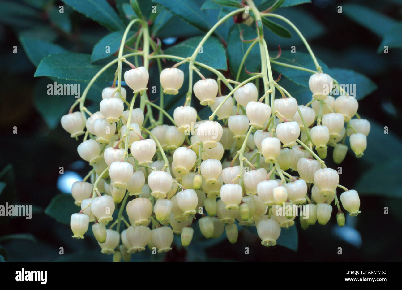 killarney strawberry tree (Arbutus unedo), inflorescence Stock Photo ...