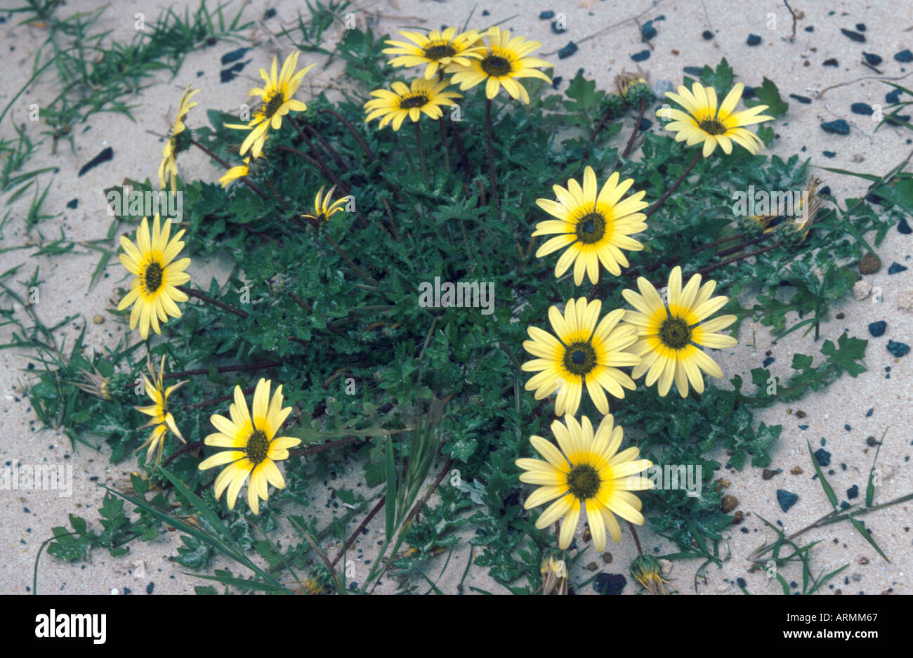Cape dandelion, Cape weed, capeweed (Arctotheca calendula), blooming ...