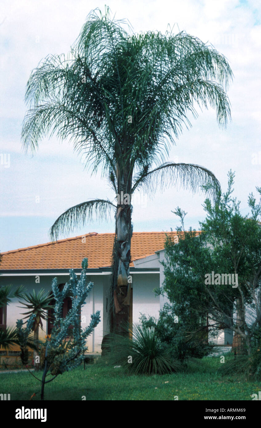 The queen palm hi-res stock photography and images - Alamy