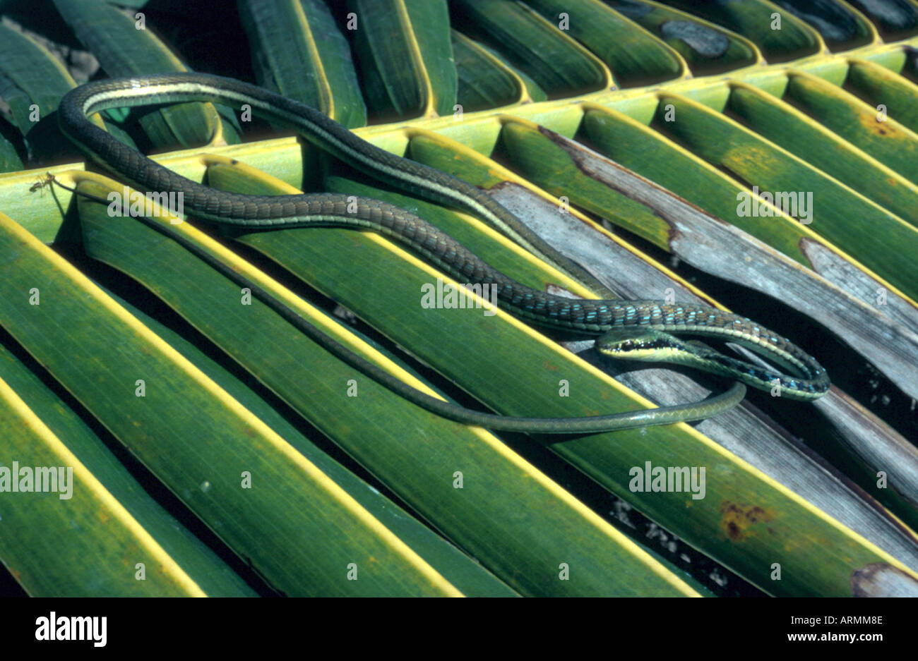 Australian tree snake hi-res stock photography and images - Alamy