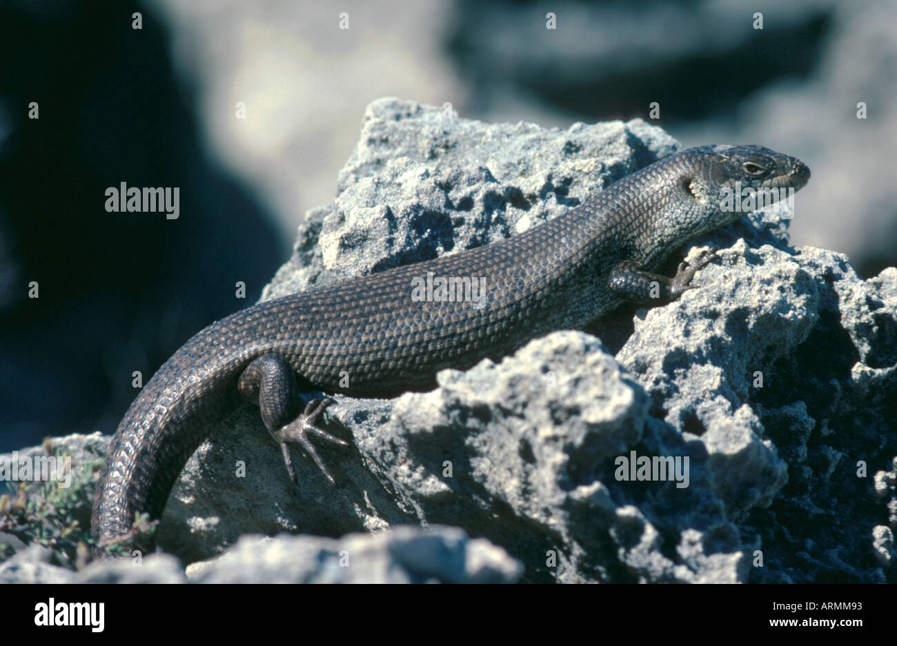 land mullet, major skink (Egernia major Stock Photo - Alamy