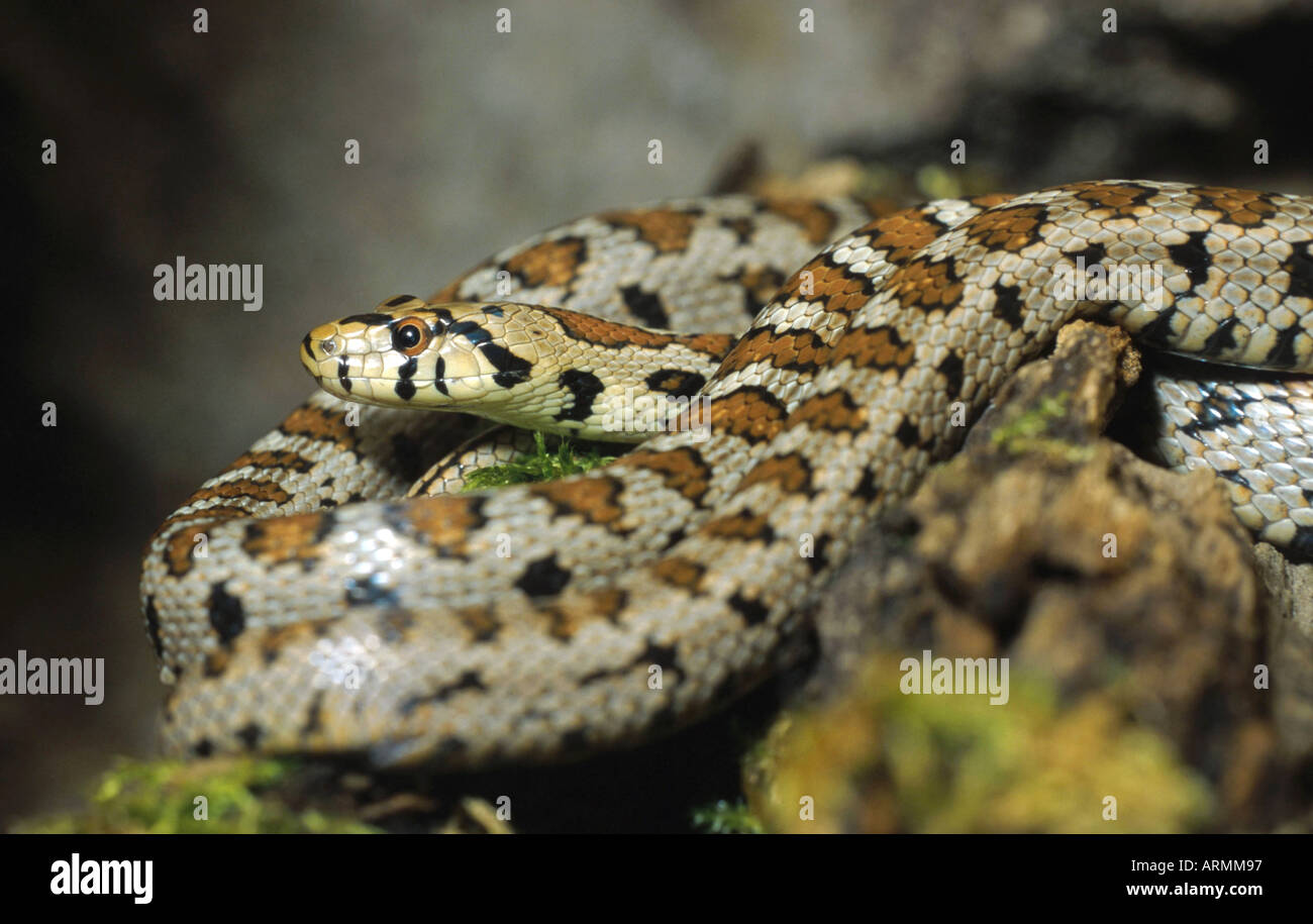 leopard snake (Elaphe situla Stock Photo - Alamy