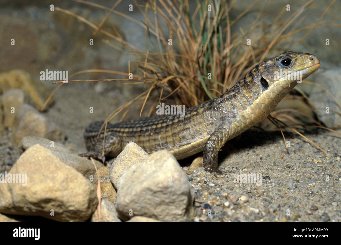 tawny lizard, Sudan plated lizard (Gerrhosaurus major Stock Photo - Alamy
