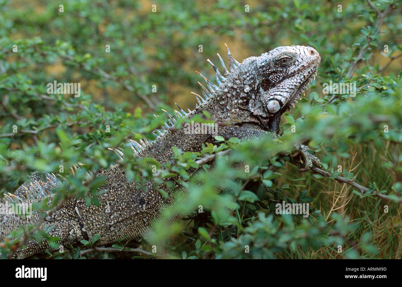 green iguana, common iguana (Iguana iguana Stock Photo - Alamy