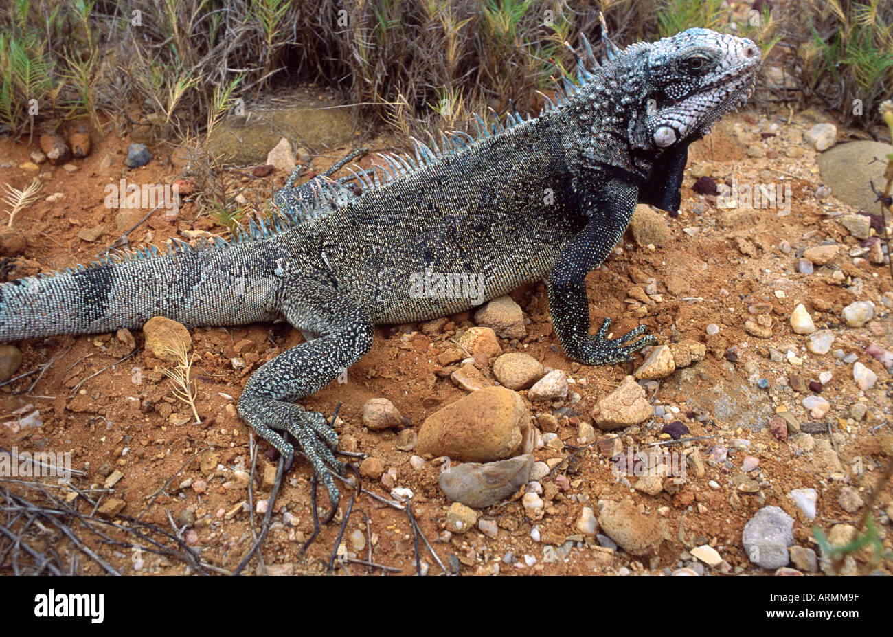 green iguana, common iguana (Iguana iguana Stock Photo - Alamy