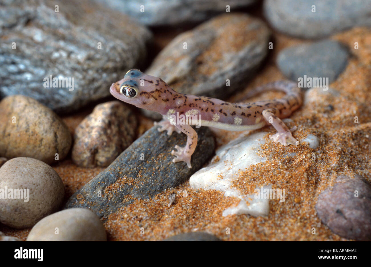 Kaokogecko hi-res stock photography and images - Alamy