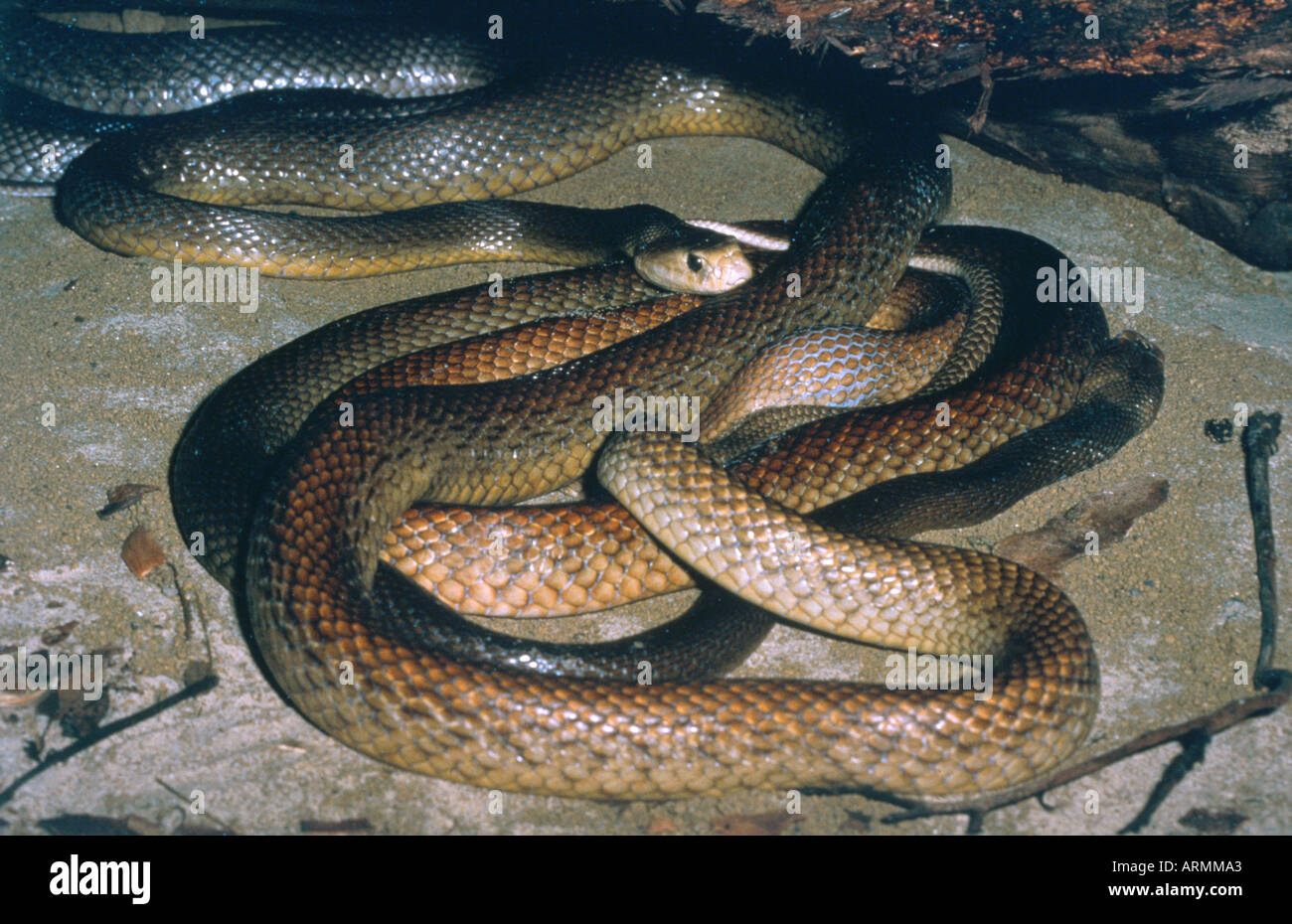 Oxyuranus hi-res stock photography and images - Alamy