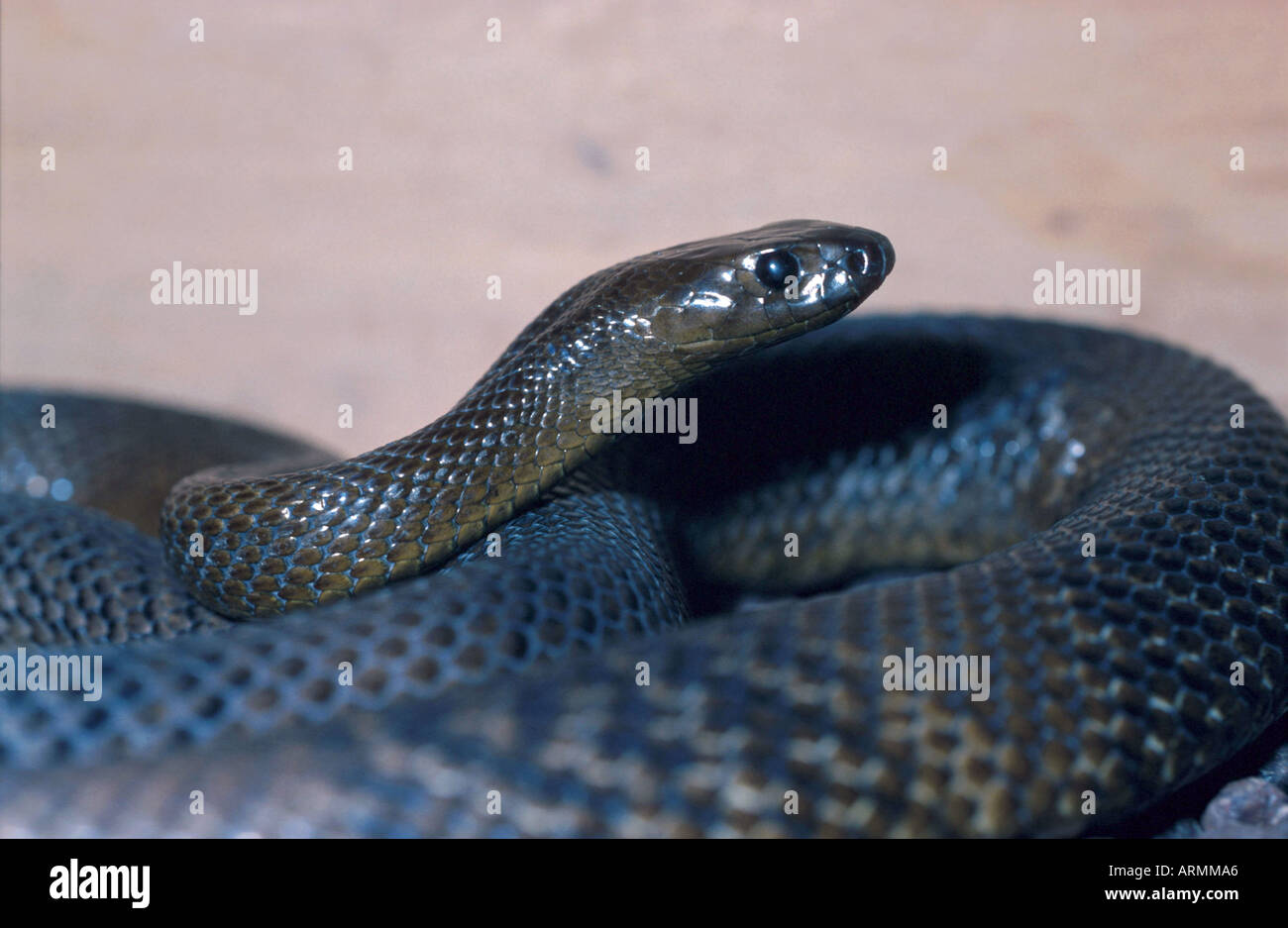 fierce snake (Oxyuranus microlepidotus), most venomous snake of the ...