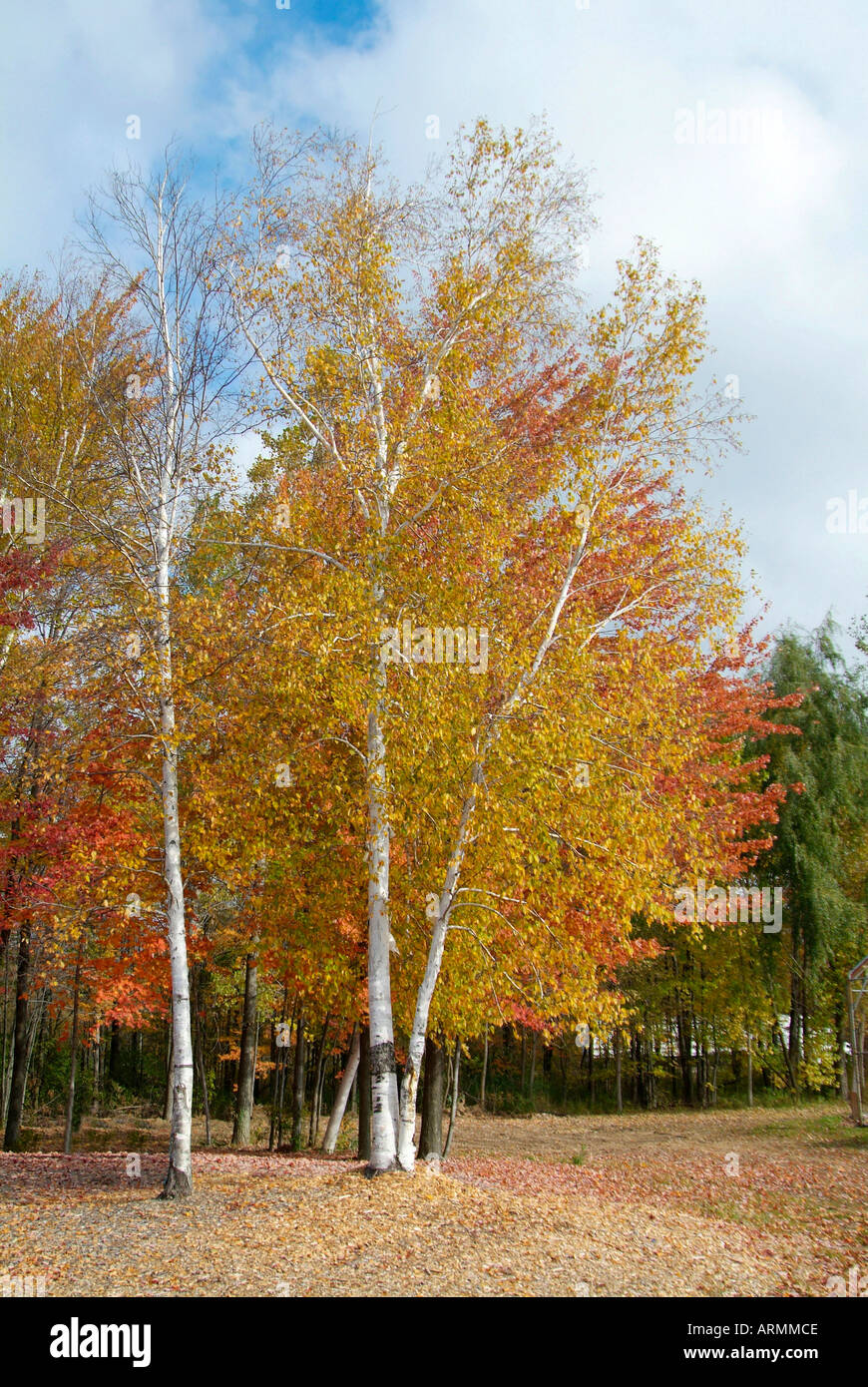 Autumn fall colors in southeastern Michigan near port huron Michigan ...