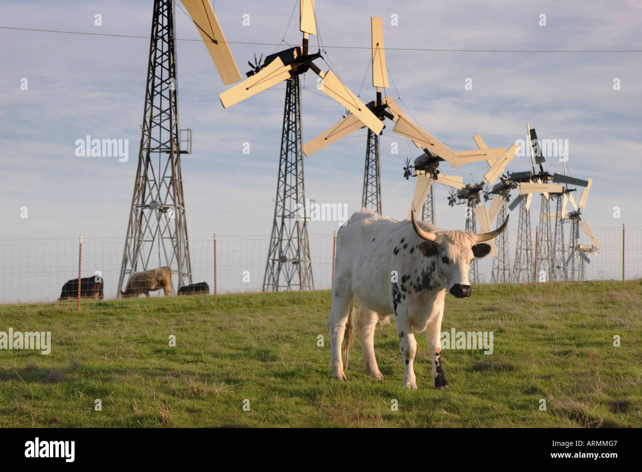 Cattle and windmills at Altamont Pass, Alameda County, California, USA ...
