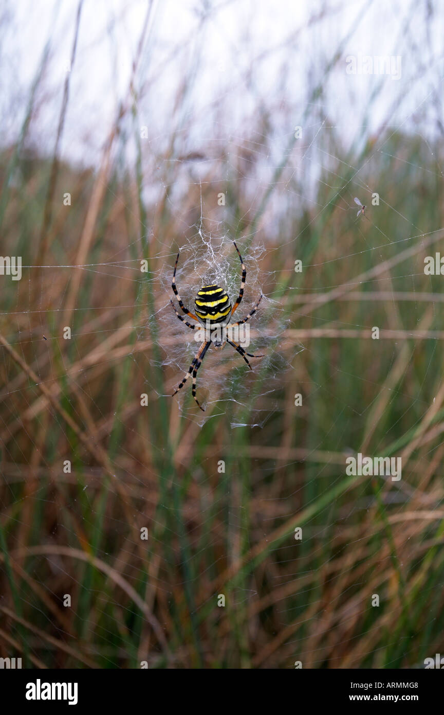 Rare spider species hi-res stock photography and images - Alamy