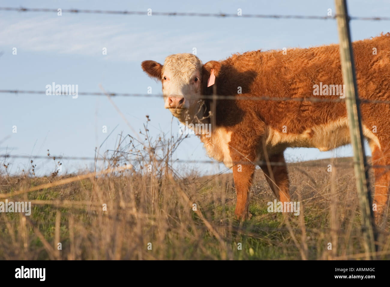 Brown cow behind barbed wire hi-res stock photography and images - Alamy