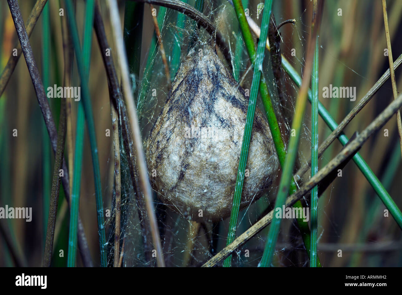 Orb spider egg sac hi-res stock photography and images - Alamy